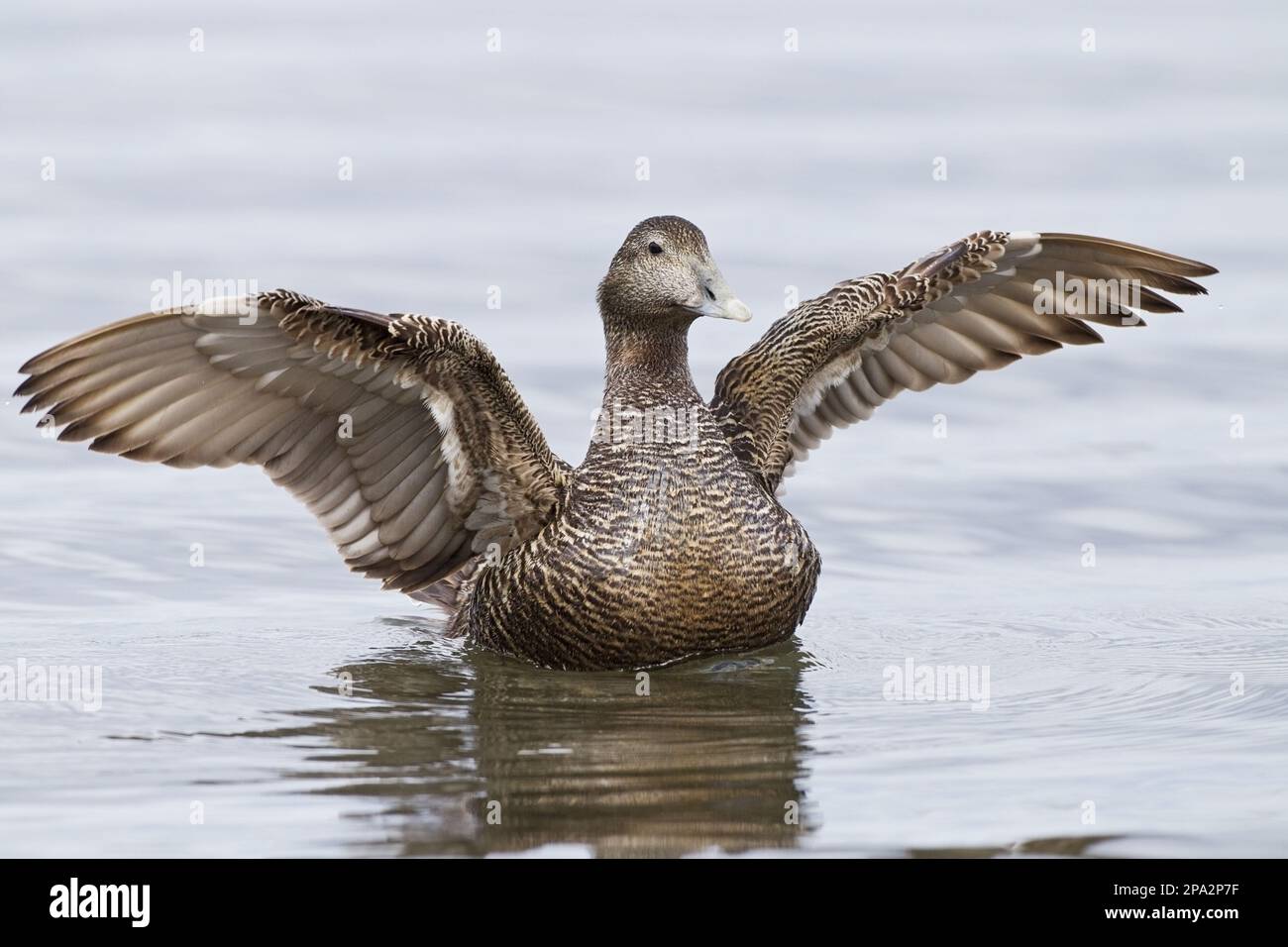 Common eider (Somateria mollissima), adult female, stretching wings ...