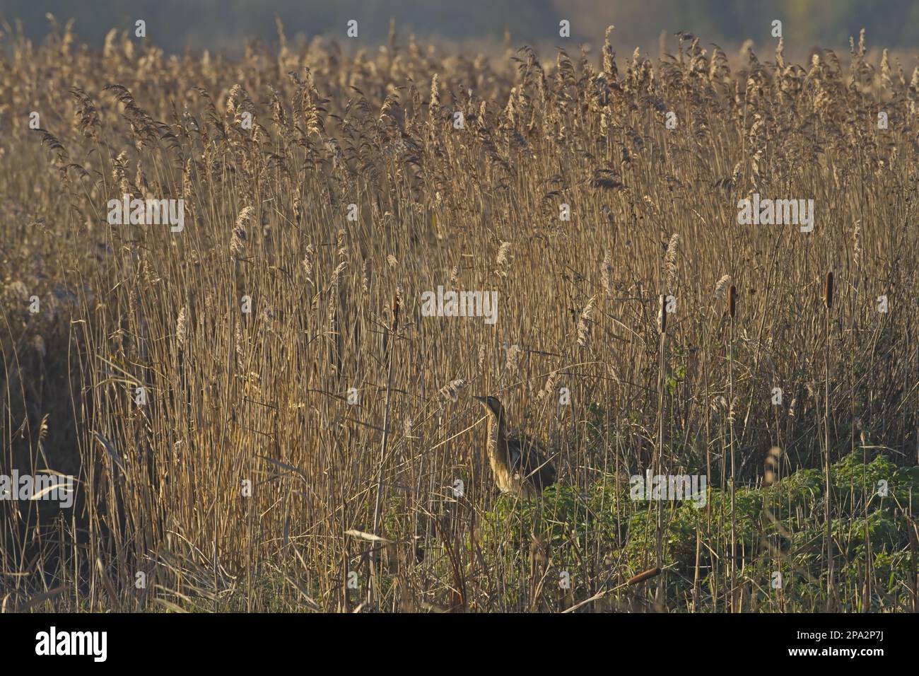 Great eurasian bittern (Botaurus stellaris) adult, standing in reed ...