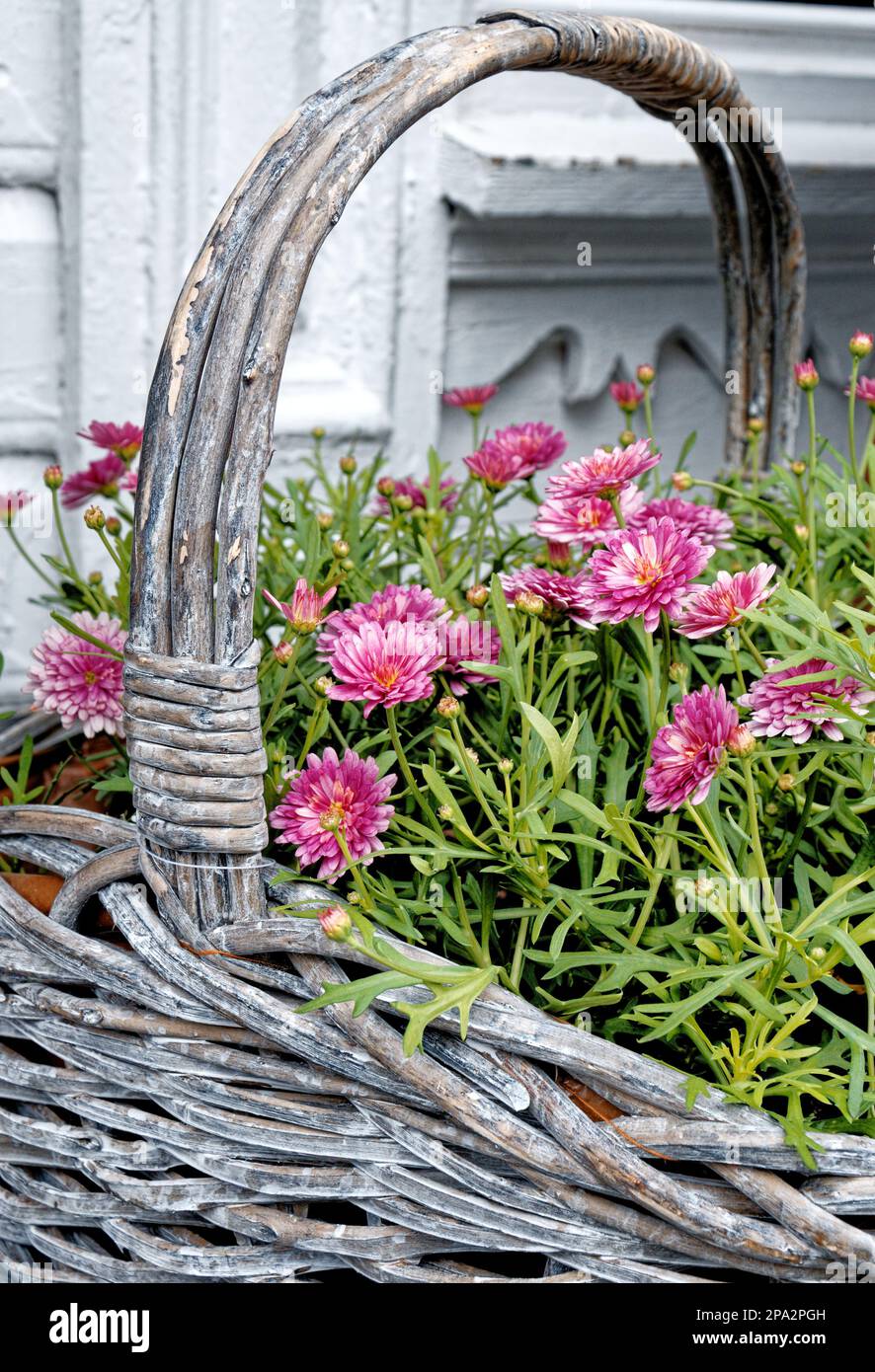 Flower decoration in Gamle Stavanger, an historic area of the old city ...