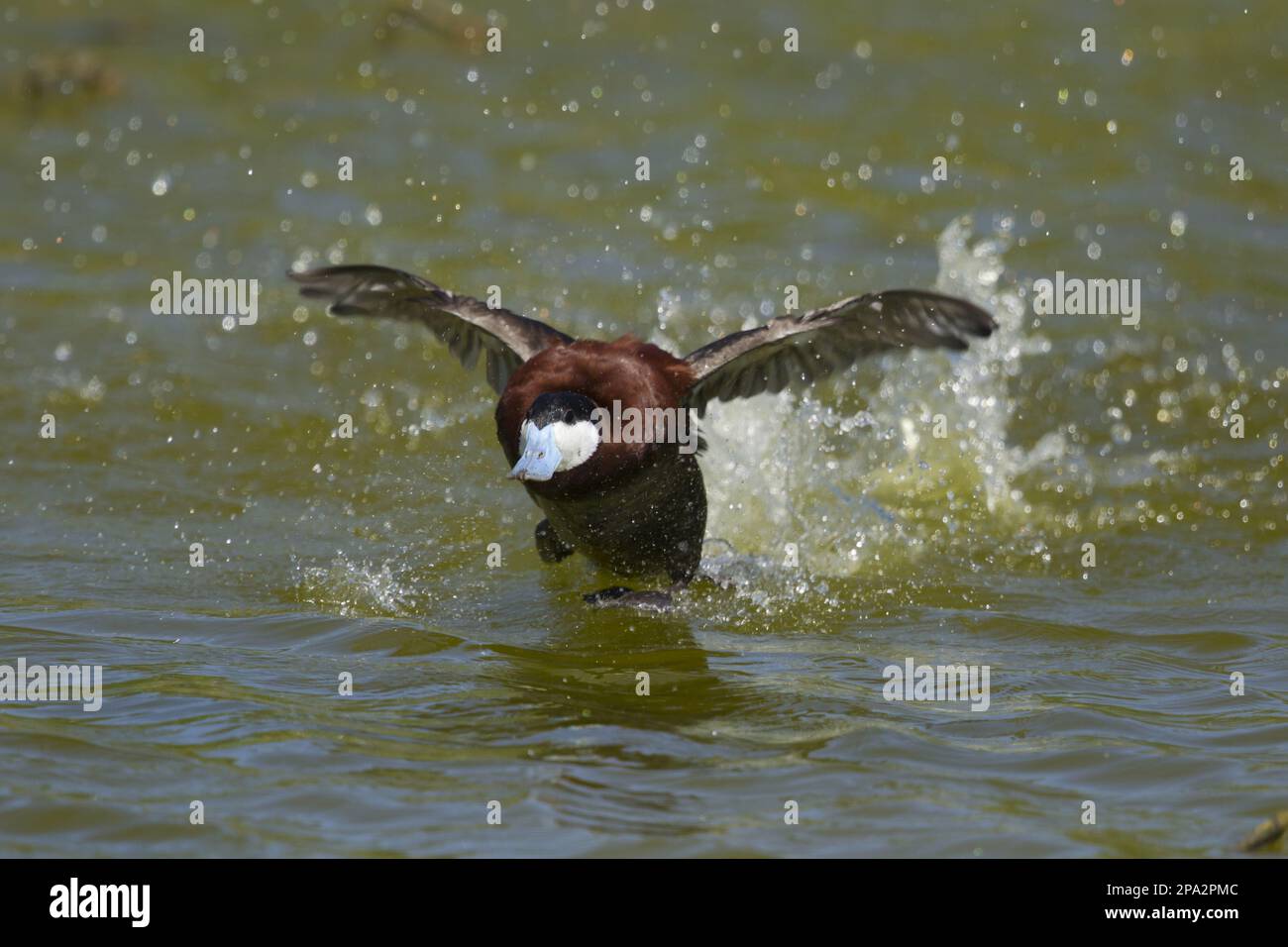 Racing ducks hi-res stock photography and images - Alamy