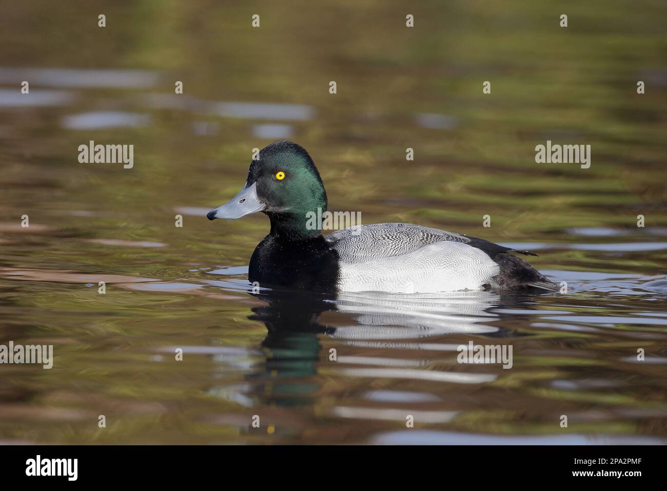 Greater Scaup (Aythya marila), Mountain Duck, Ducks, Goose Birds ...