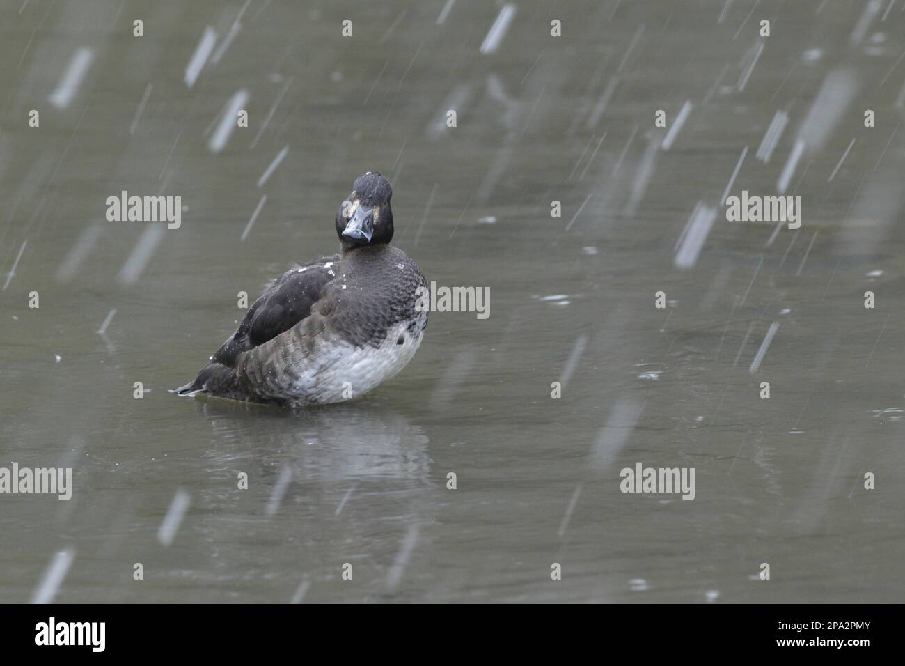 Tufted Duck (Aythya fuligula) adult female, standing in shallow water ...
