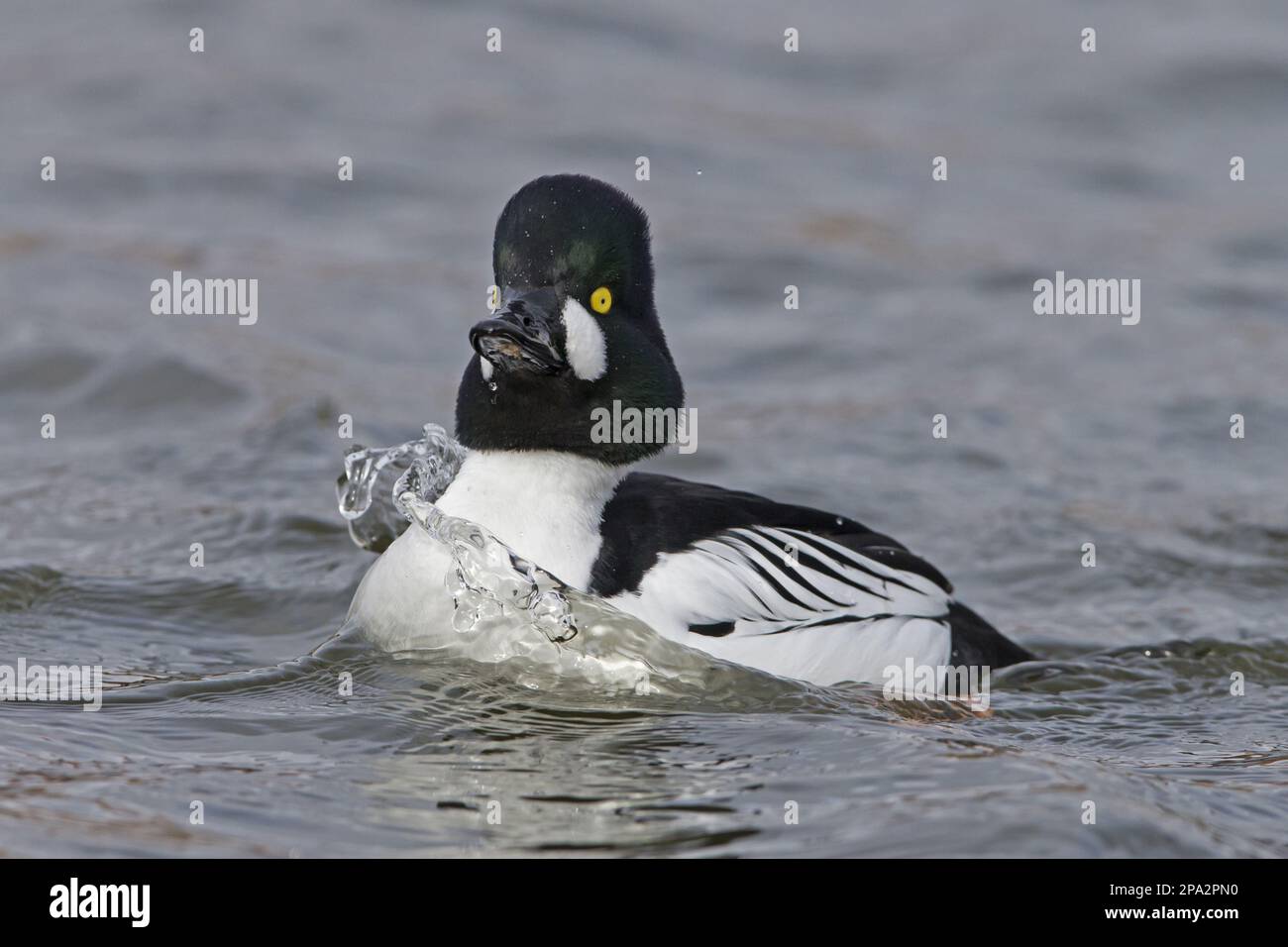 Common goldeneye (Bucephala clangula) adult male, swimming, Pensthorpe ...