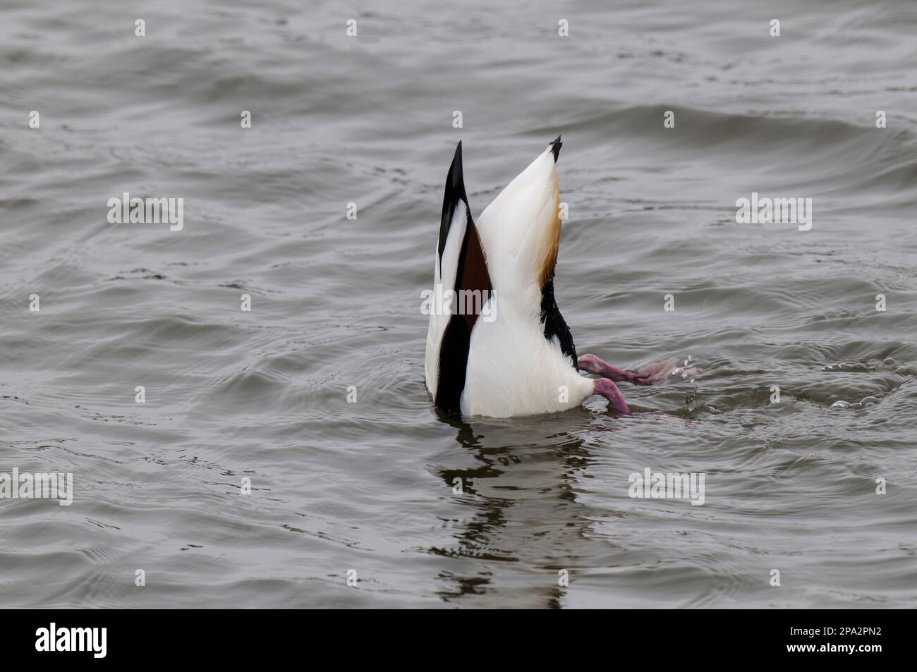 Common shelduck (Tadorna tadorna), adult, 'rearing' and feeding with ...