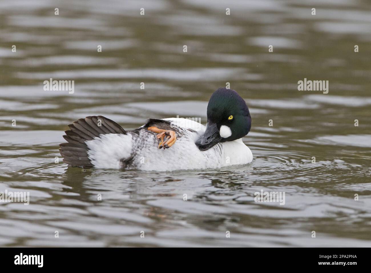 Common goldeneye (Bucephala clangula), adult male, preening on water ...