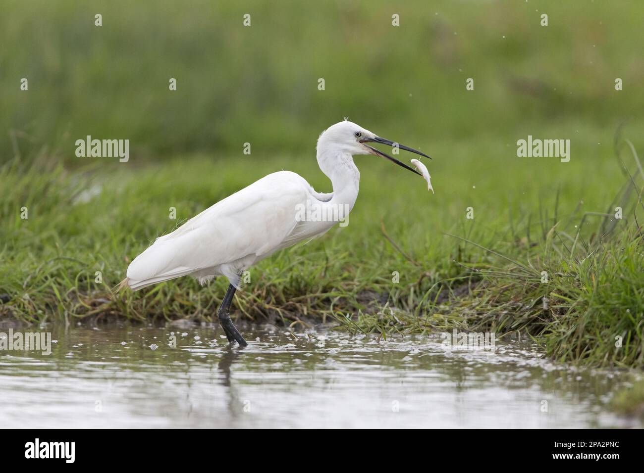 British wetland fish eating bird hi-res stock photography and images ...