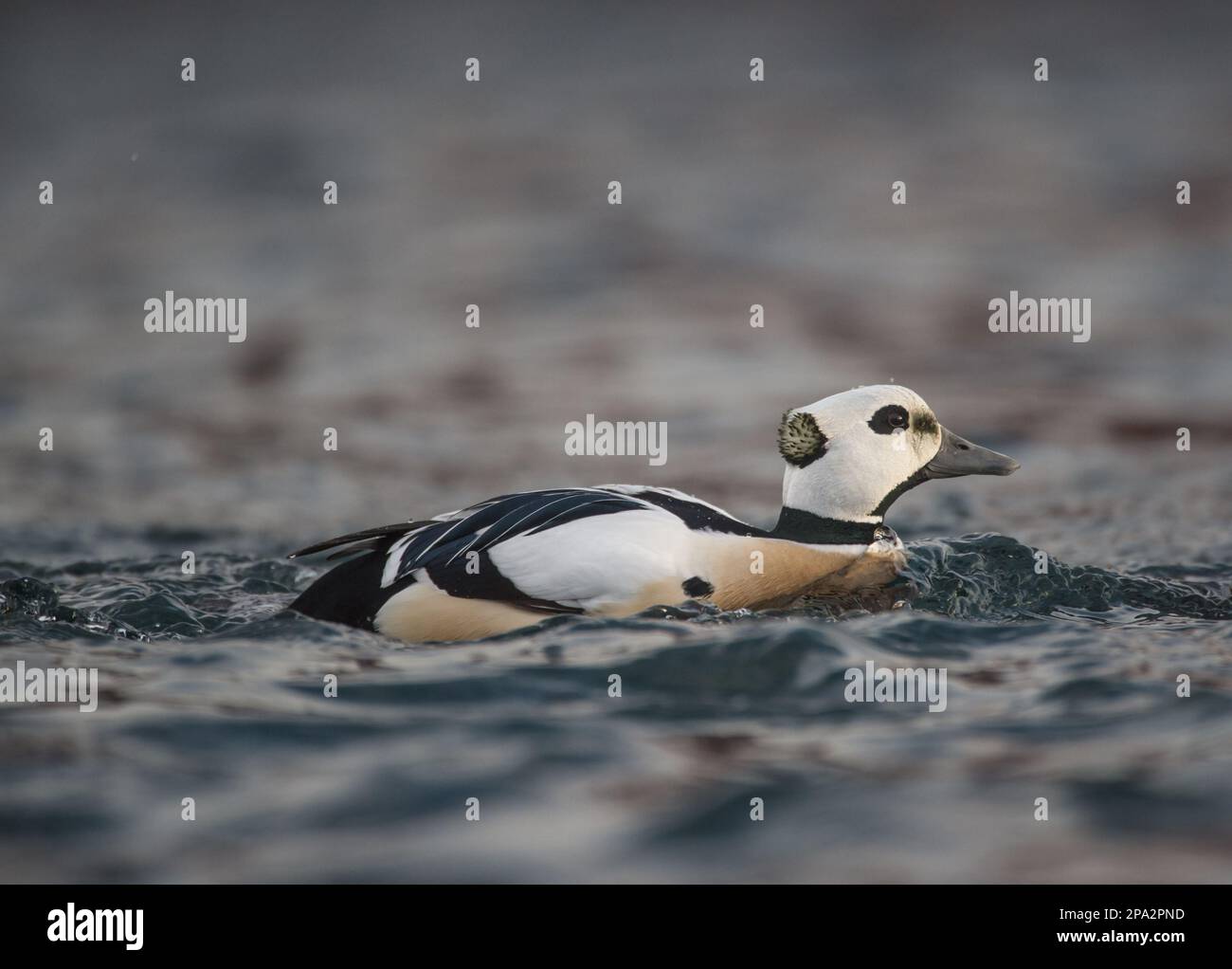 Steller's steller's eider (Polysticta stelleri) adult male, breeding ...