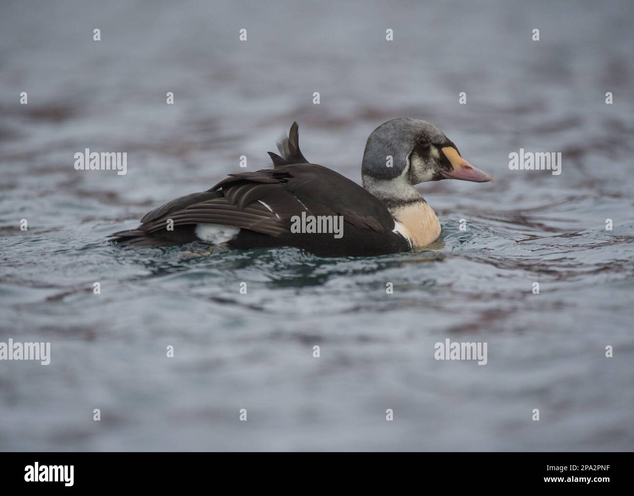 Juvenile male eider duck hi-res stock photography and images - Alamy