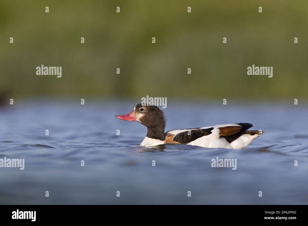 Common shelducks (Tadorna tadorna), Goose Birds, Half Geese, Animals ...