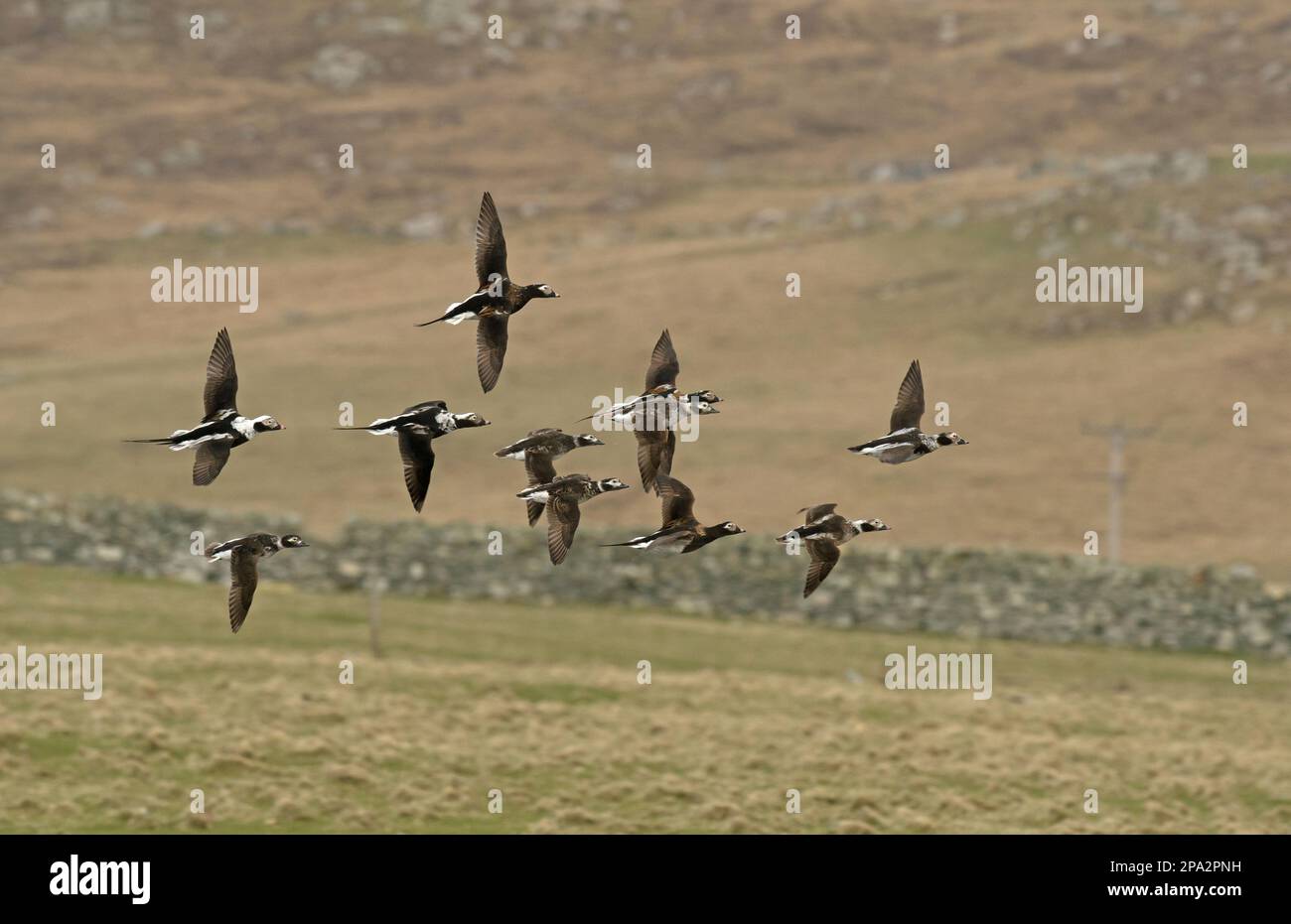 Long-tailed Duck (Clangula hyemalis) flock, mixed plumages, in flight ...