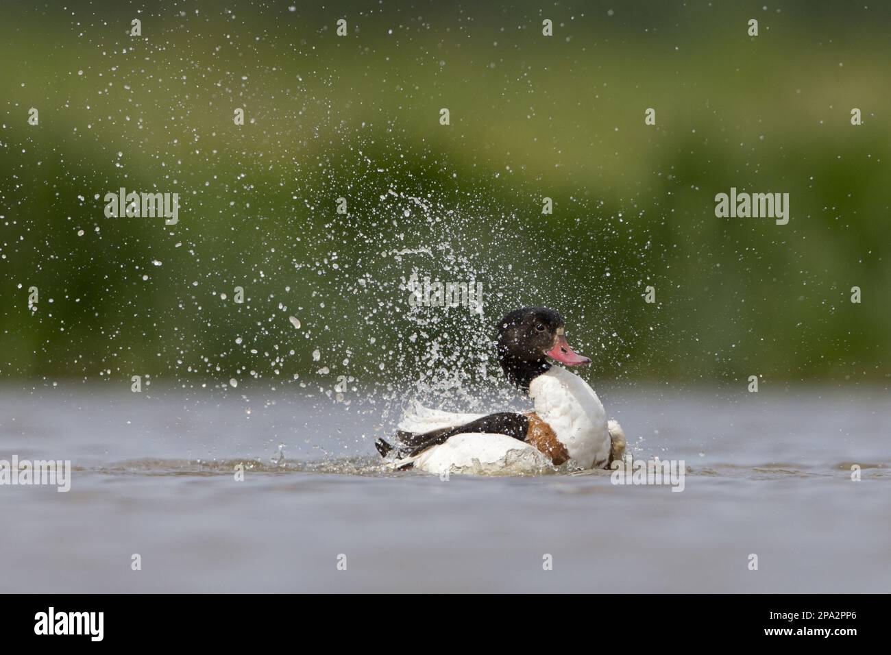 Common shelducks (Tadorna tadorna), Geese, Half Geese, Animals, Birds ...