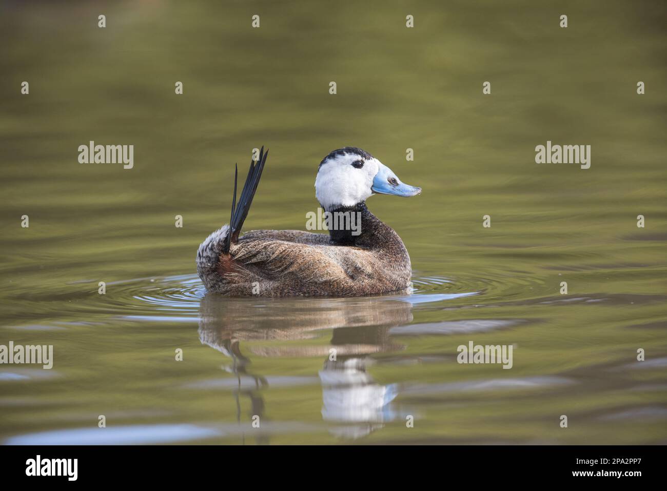 White-headed ducks (Oxyura leucocephala), White-headed Duck, Ducks ...