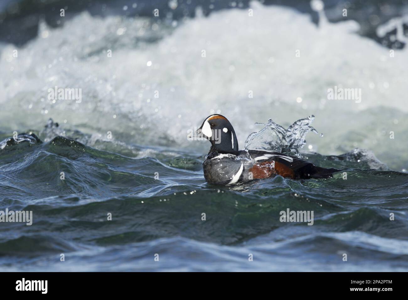 Flow of duck hi-res stock photography and images - Alamy
