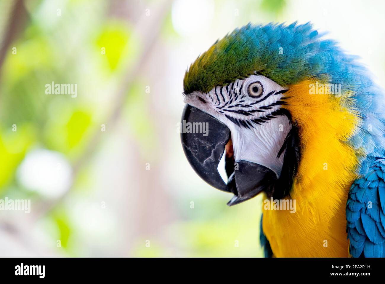 beautiful Blue-and-Yellow Macaw in rainforest Stock Photo - Alamy
