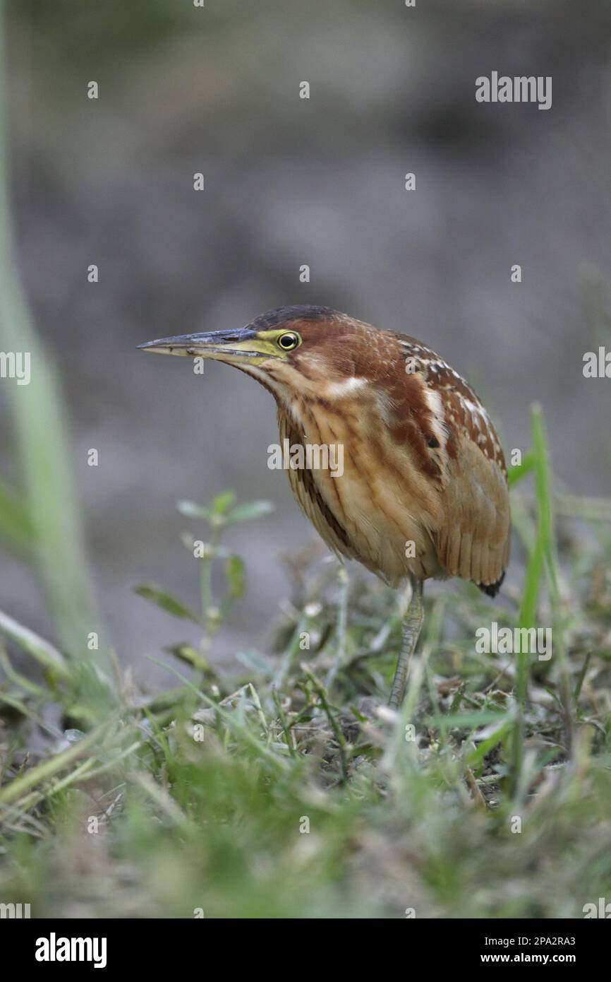 Von Schrenck's von schrenck's bittern (Ixobrychus eurhythmus) immature ...