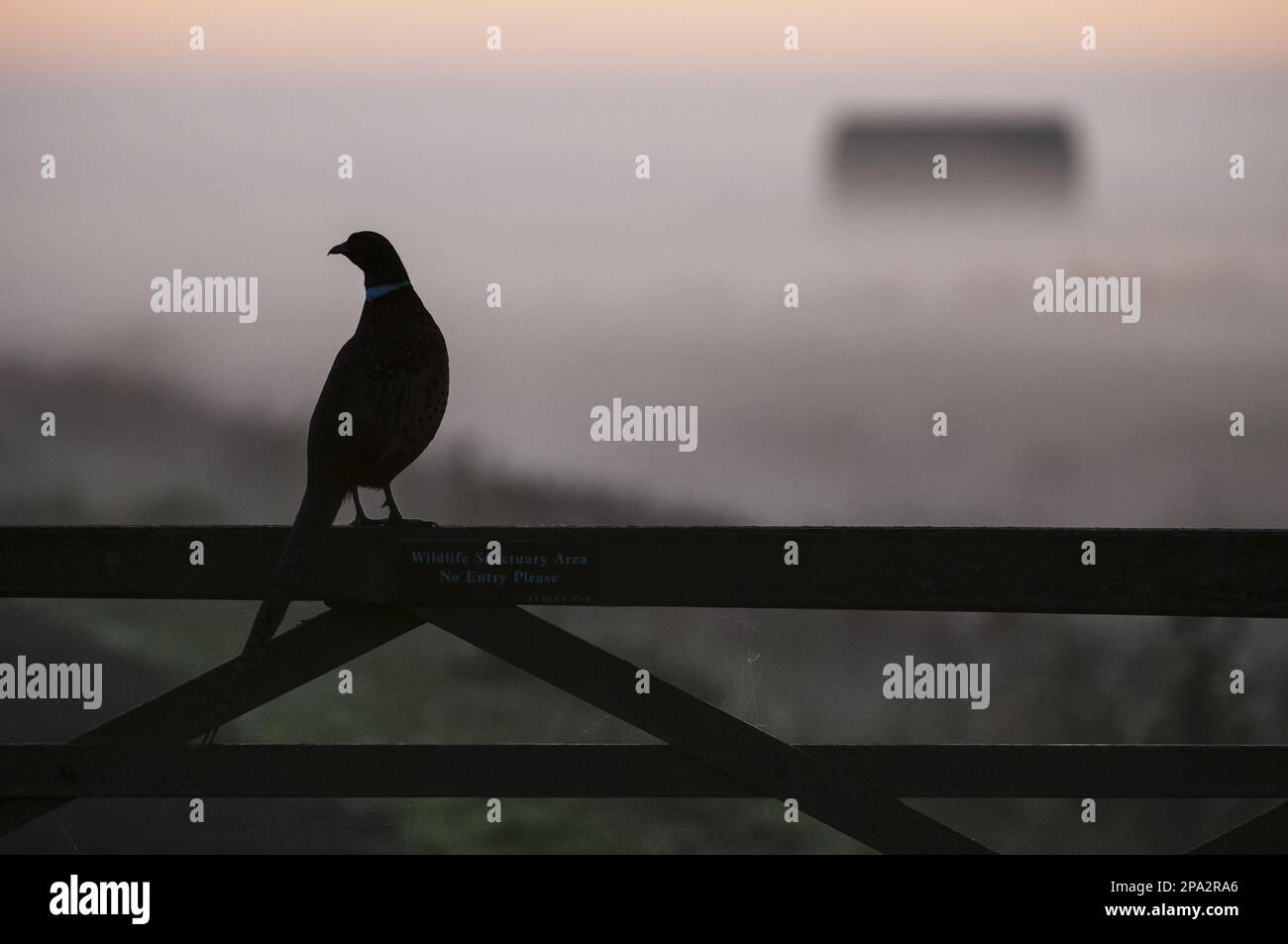 Common Pheasant (Phasianus colchicus) adult male, standing on gate ...