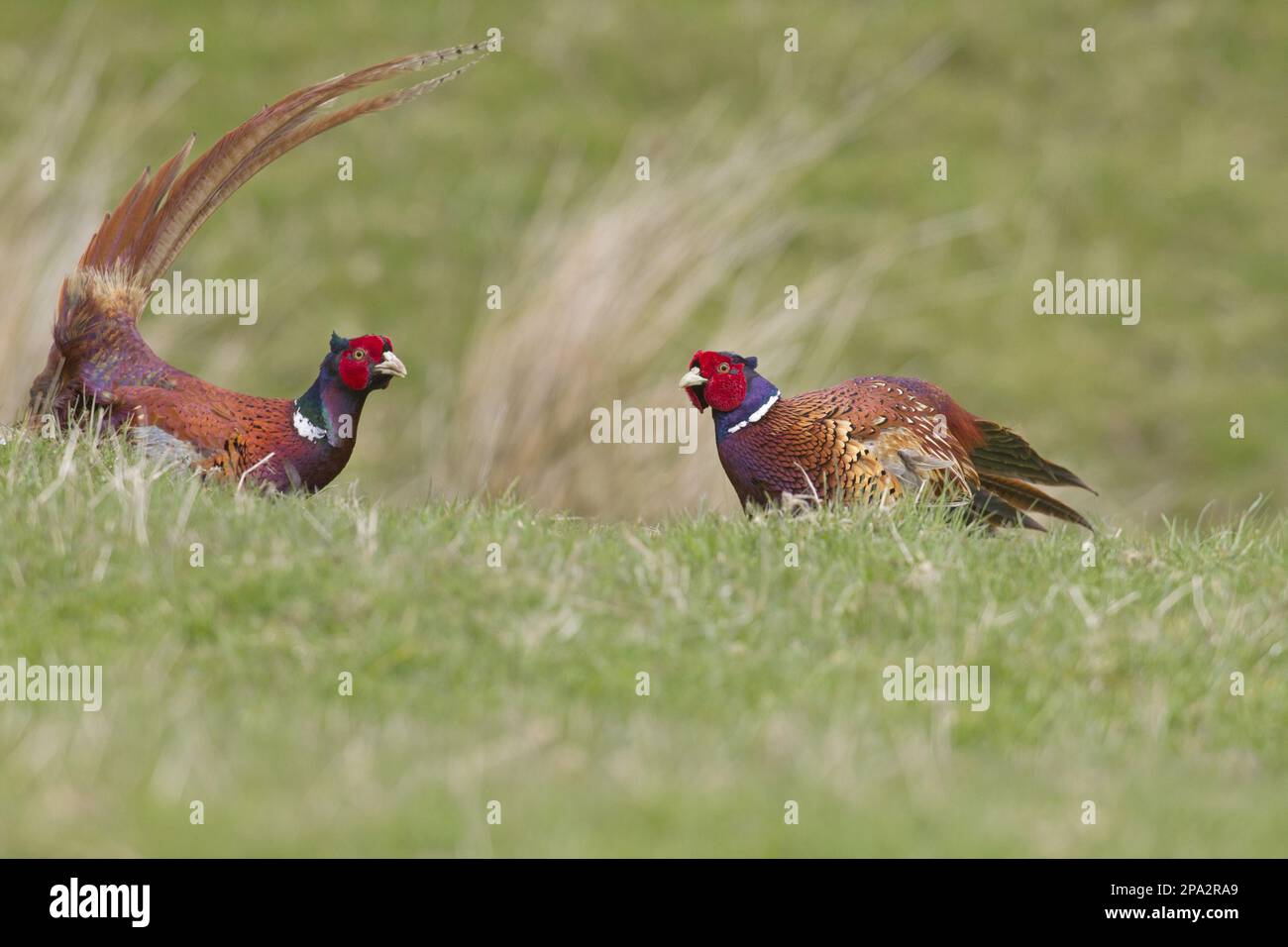 Common pheasant (Phasianus colchicus) two adult males facing each other ...