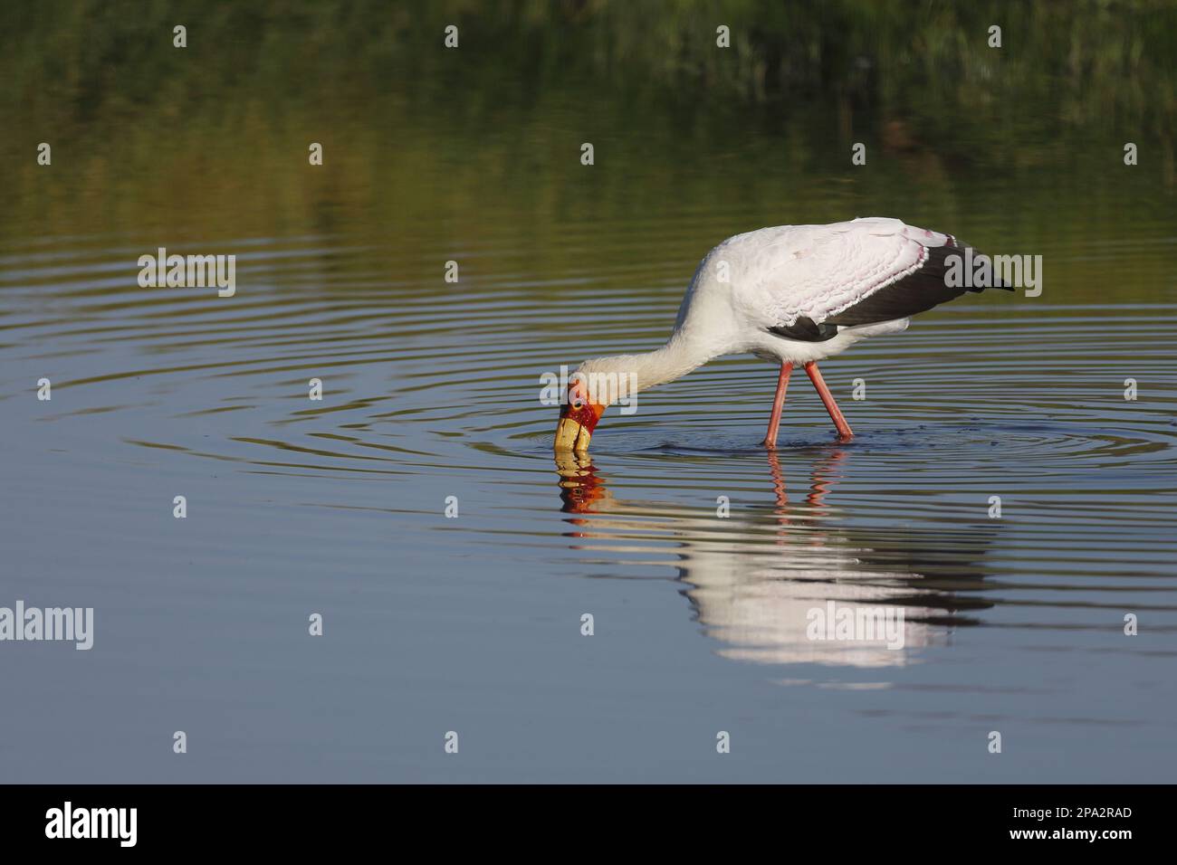 African Yellow-billed Stork (Mycteria ibis) Yellow-billed Stork, Stork ...