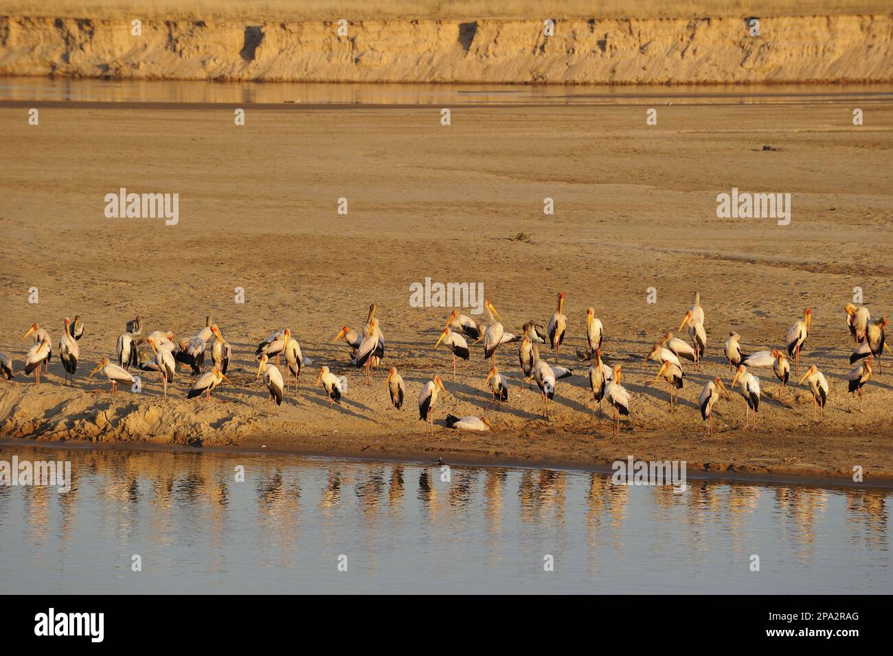 African Mink Mink, Stork, Animals, Birds, Yellow-billed Stork (Mycteria ...