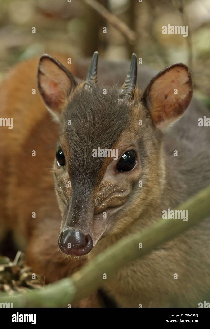 Zimbabwe bluebottles hi-res stock photography and images - Alamy
