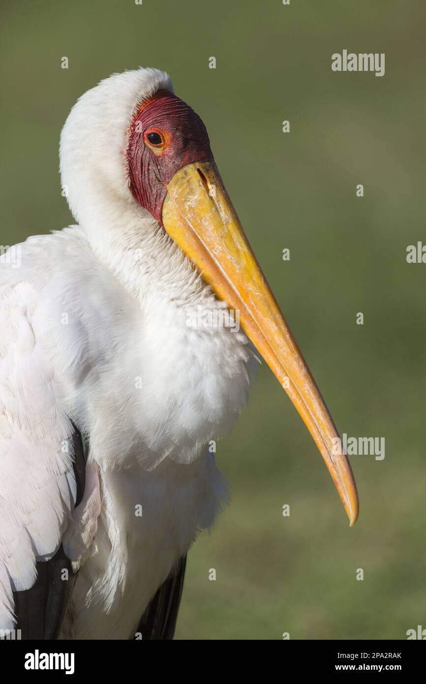 African Yellow-billed Stork (Mycteria ibis) Yellow-billed Stork, Stork ...