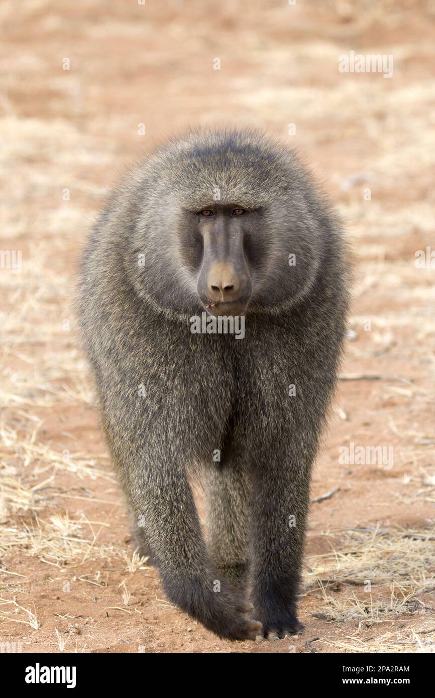 Olive baboon (Papio anubis), adult male, migrating in semi-desert dry savannah, Samburu National ...