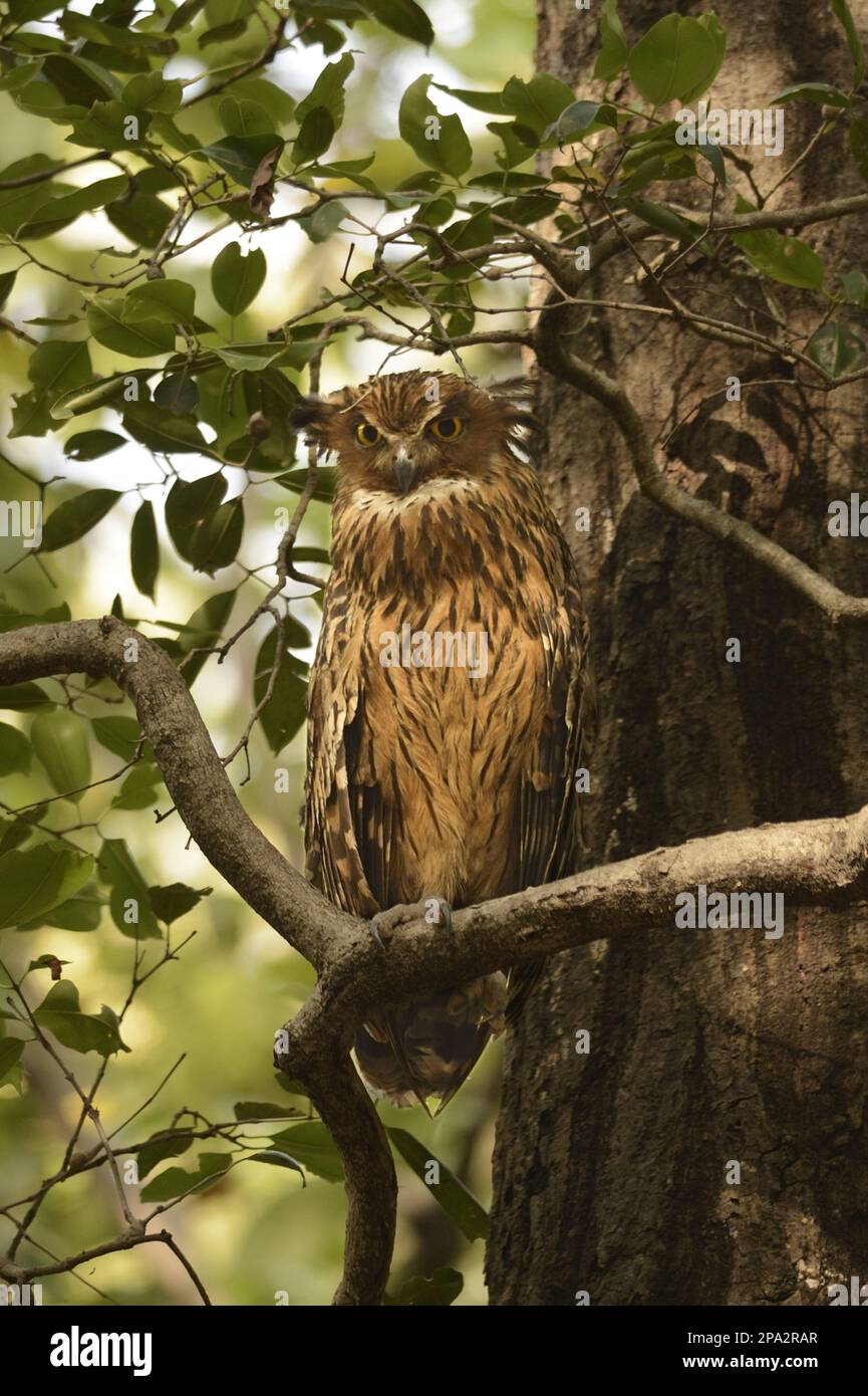 Wavy-breasted Fish-owl, Wavy-breasted Fish-owl, Owls (Bubo zeylonensis ...