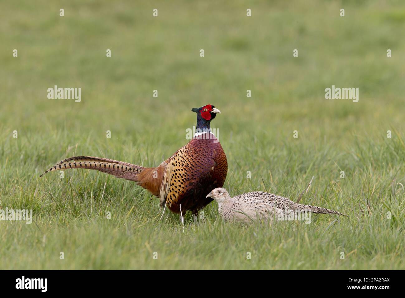 Common pheasant (Phasianus colchicus), adult pair, standing in grass ...