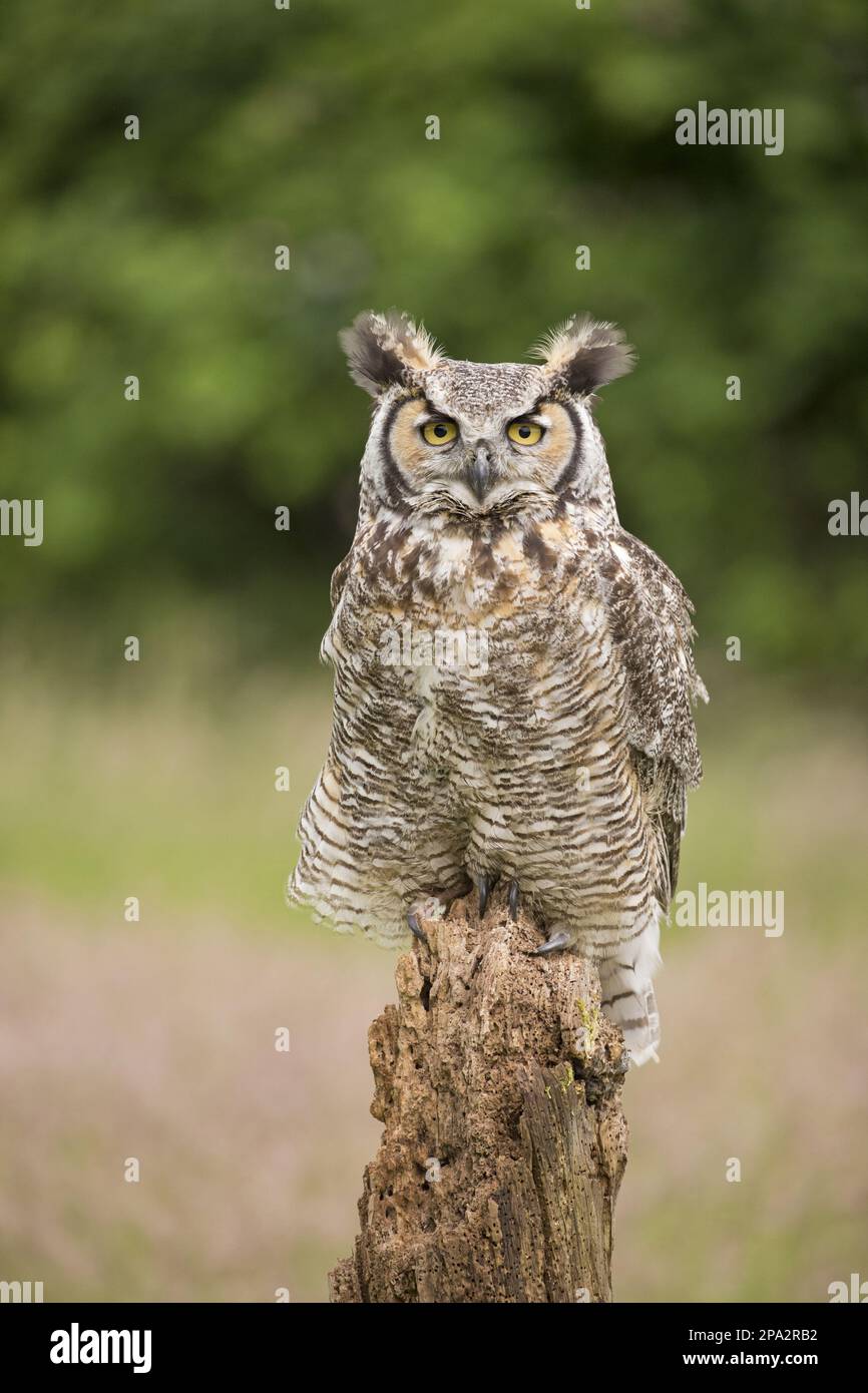 Great horned owls (Bubo virginianus), American Eagle Owl, American Owls ...