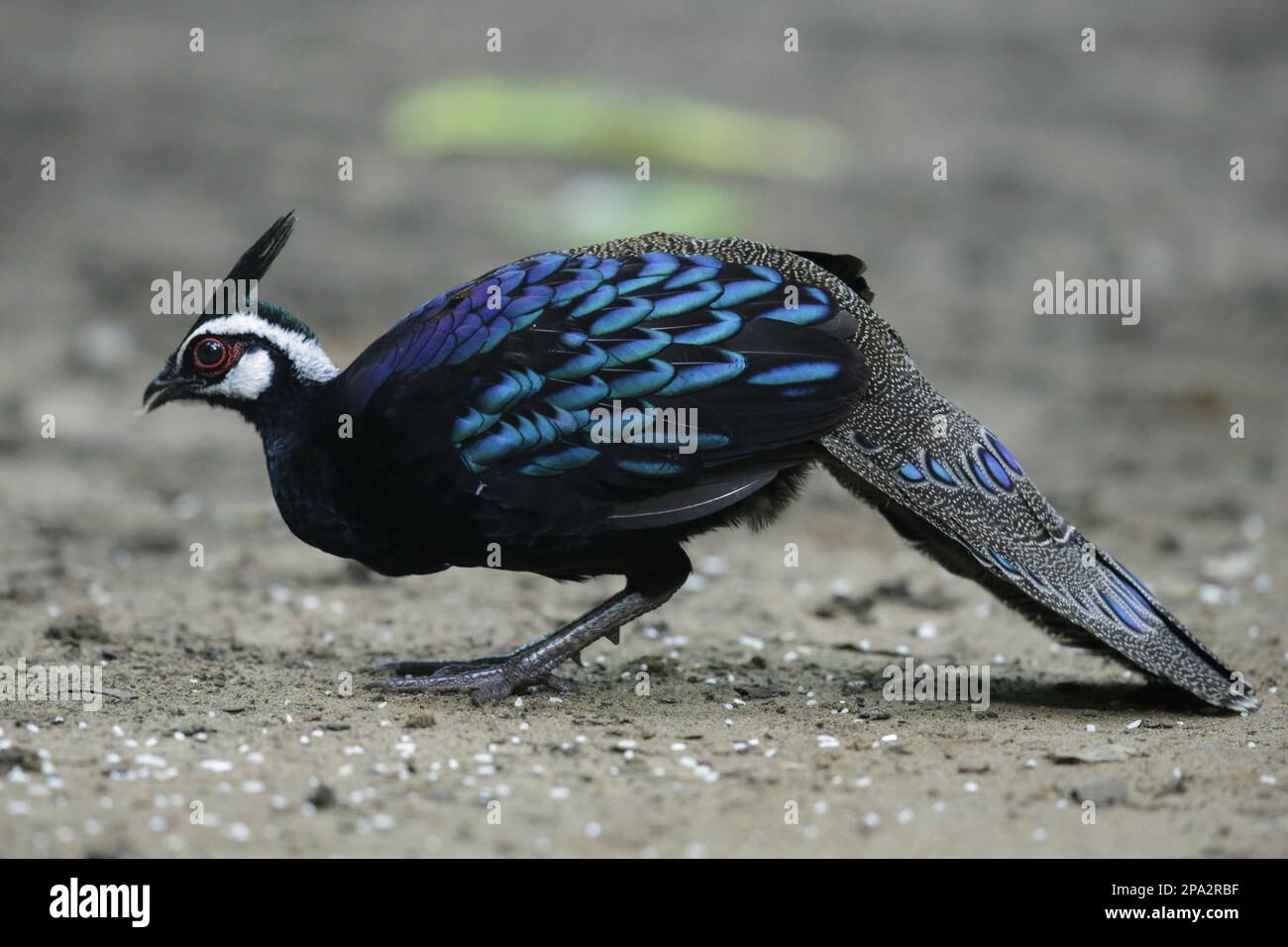 Palawan peacock-pheasant (Polyplectron napoleonis), adult male, feeding ...