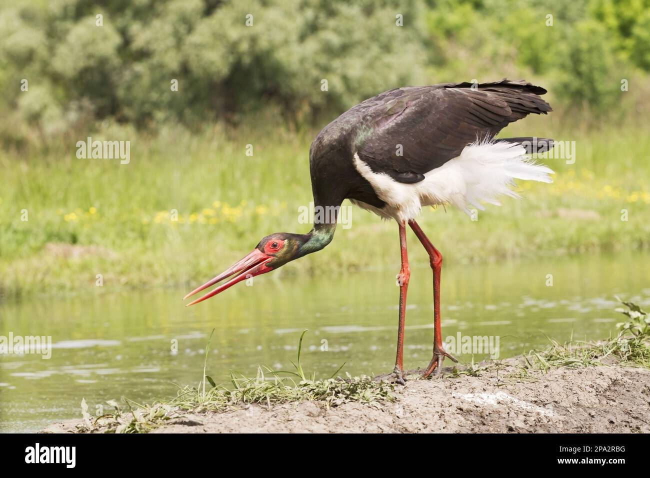 Adult black stork (Ciconia nigra), on display at the water's edge ...
