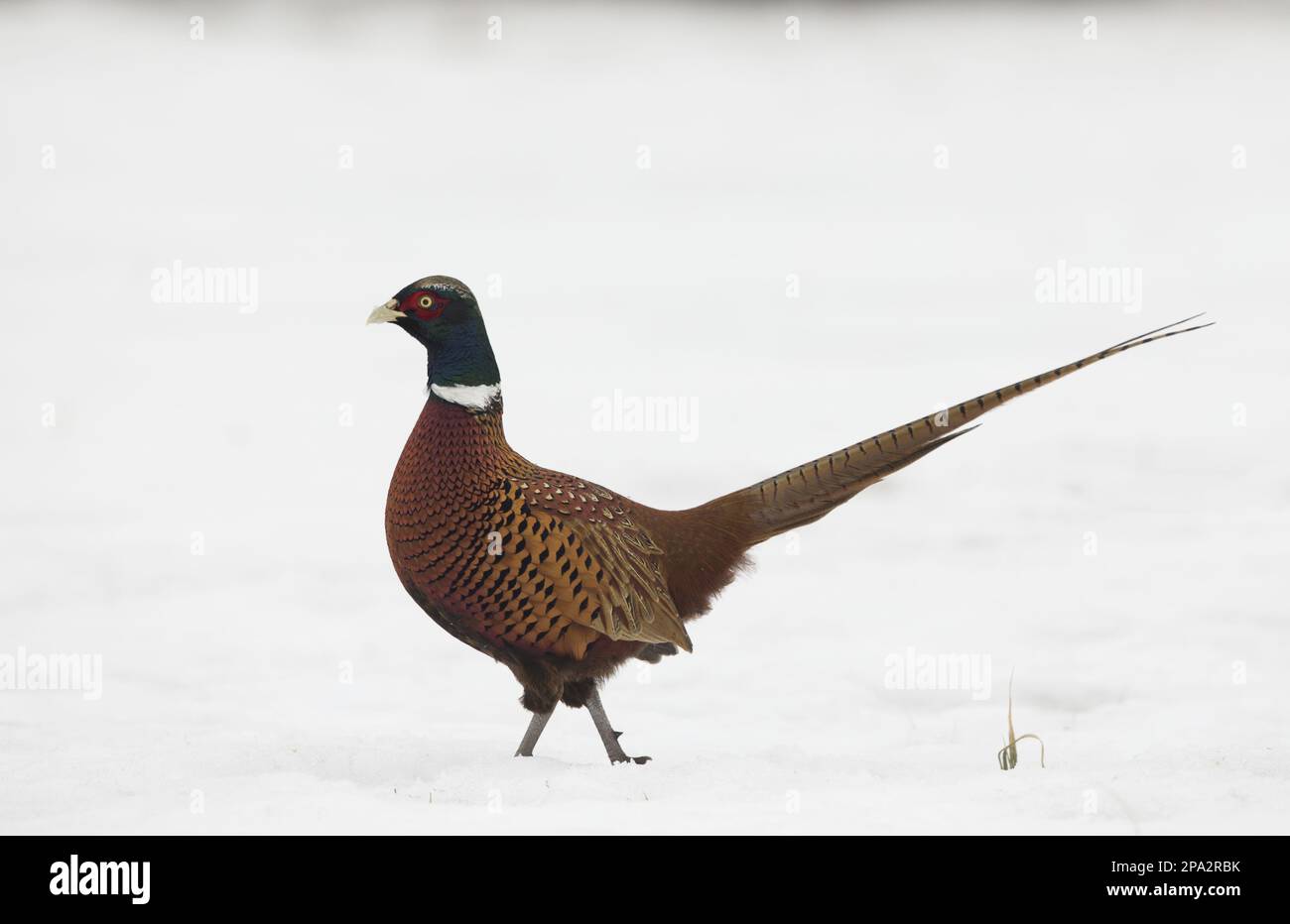 Hunting Pheasant, pheasants, Pheasant, Chicken Birds, Animals, Birds ...