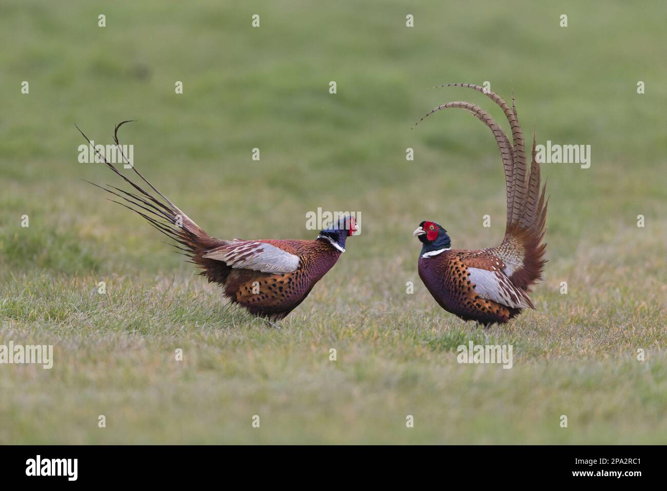 Common pheasant (Phasianus colchicus) two adult males, fighting in ...