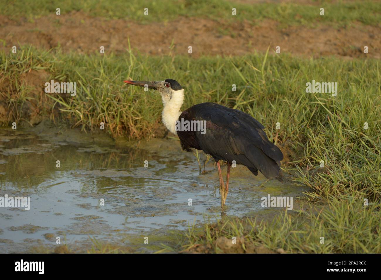 Indian Woolly-necked Stork, Indian Woolly-necked Stork, Stork, Animals ...