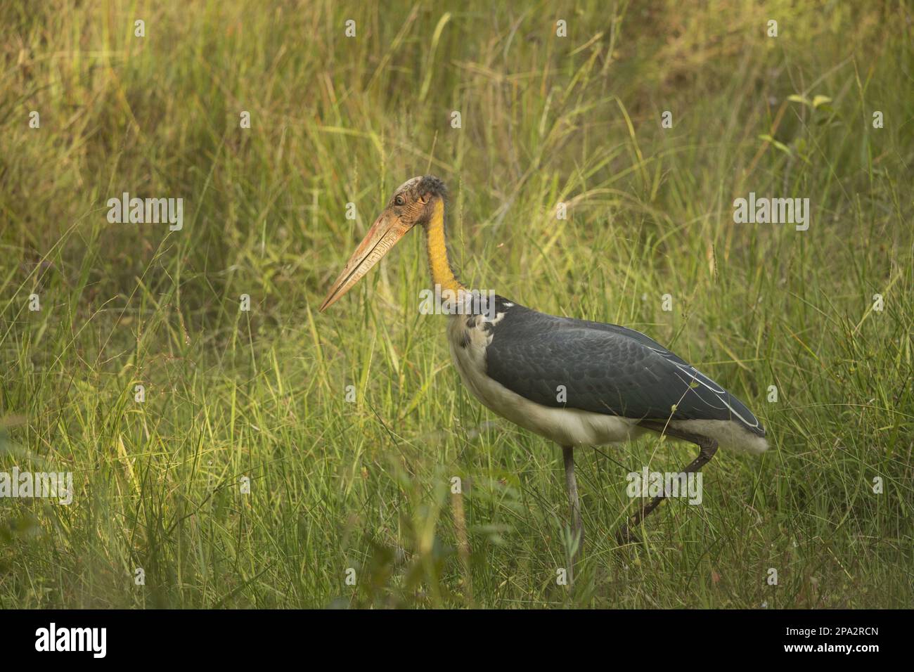 Lesser adjutant stork (Leptoptilos javanicus), adult, running in grass ...