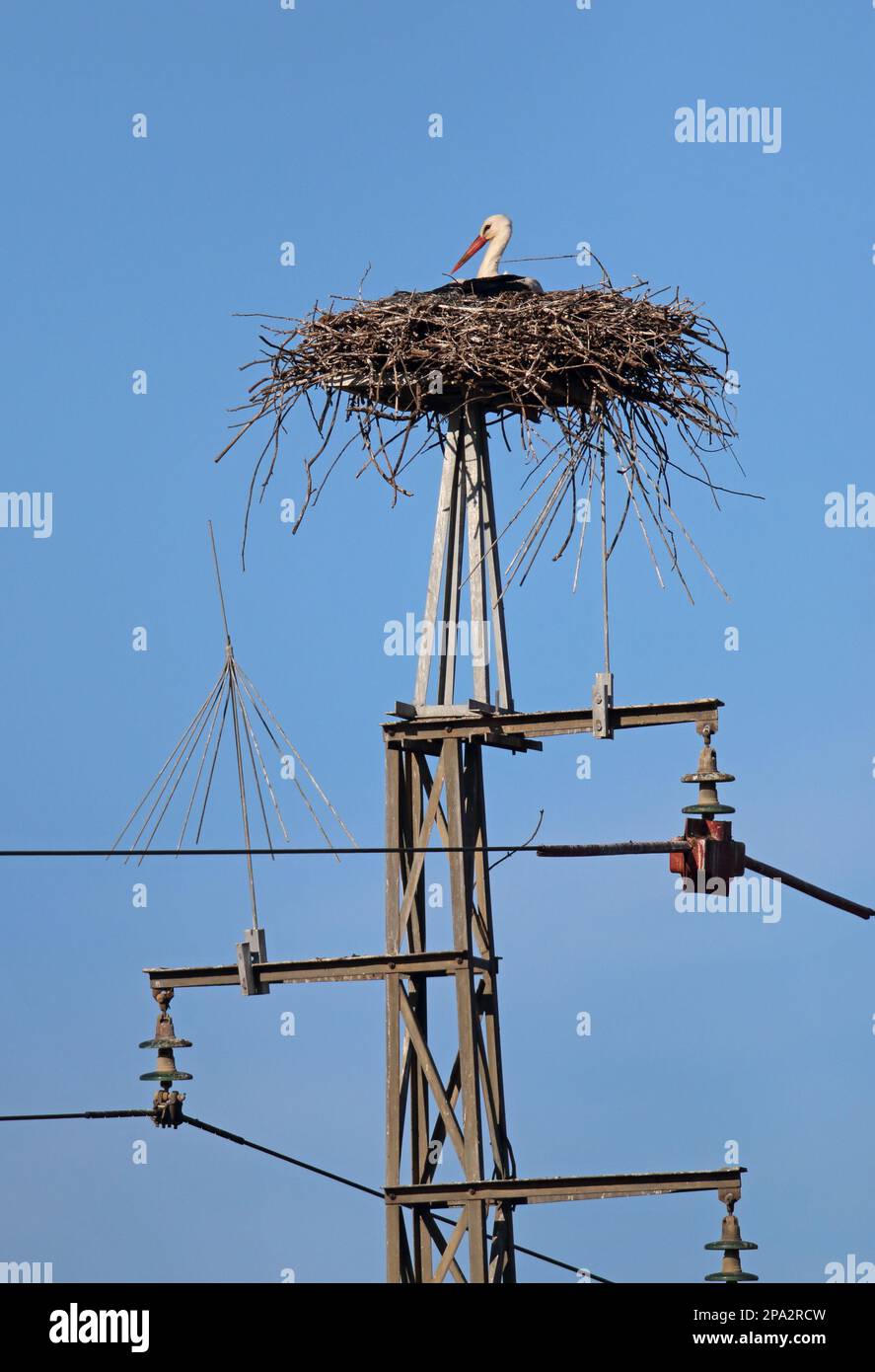 Artificial birds nest hi-res stock photography and images - Alamy
