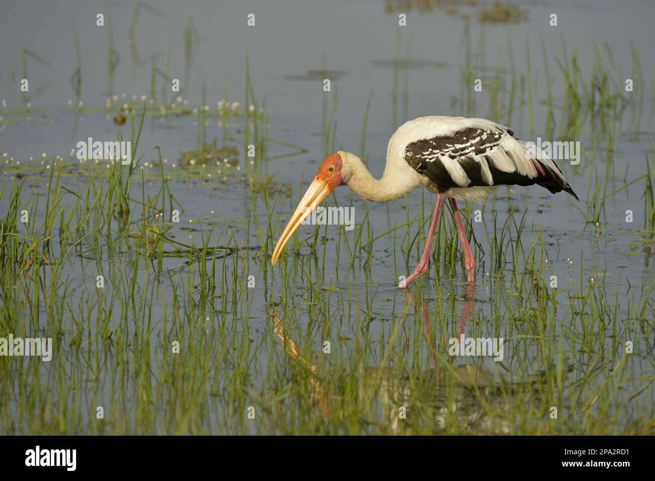 Painted painted stork (Mycteria leucocephala), adult, running in ...