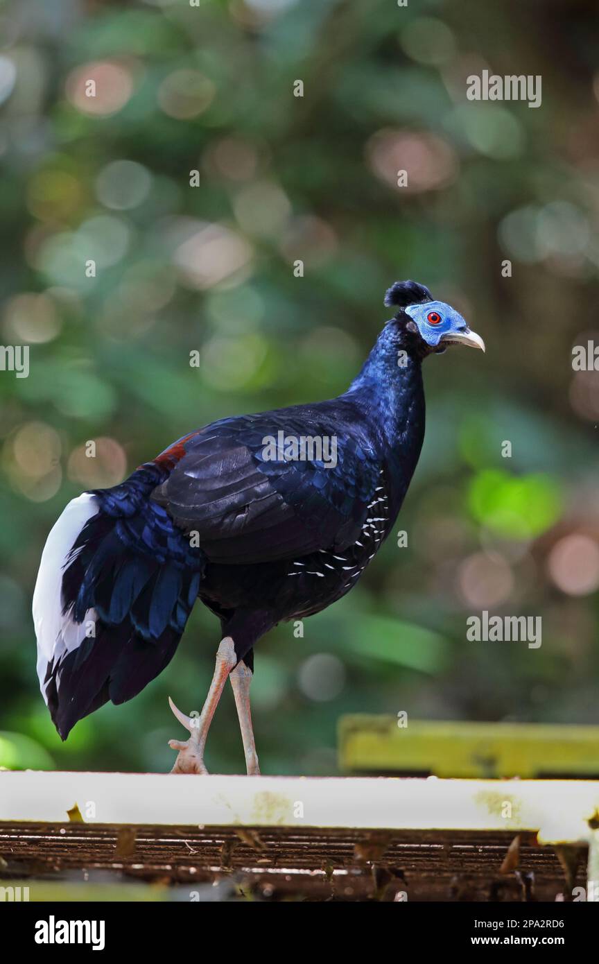 Crested fireback pheasant hi-res stock photography and images - Alamy