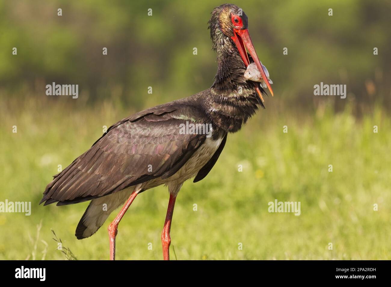 Black Stork, black storks (Ciconia nigra), Stork, Animals, Birds, Black Stork adult, with fish ...