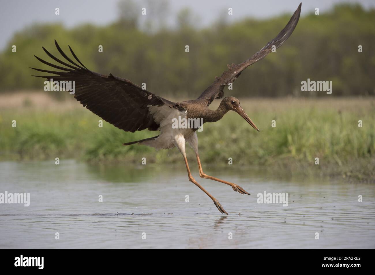 Young black stork (Ciconia nigra), in flight, landed in water ...