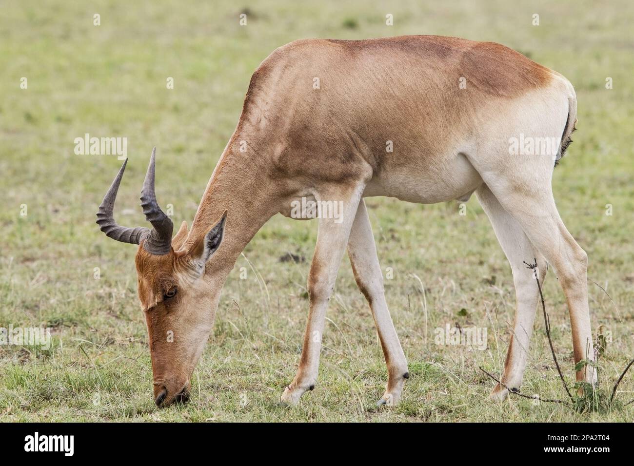 Cokes hartebeest hi-res stock photography and images - Alamy