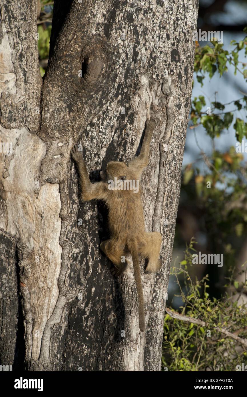 Ursinus (Hamadryas) ursinus, bear baboon, chacma baboons (Papio ...