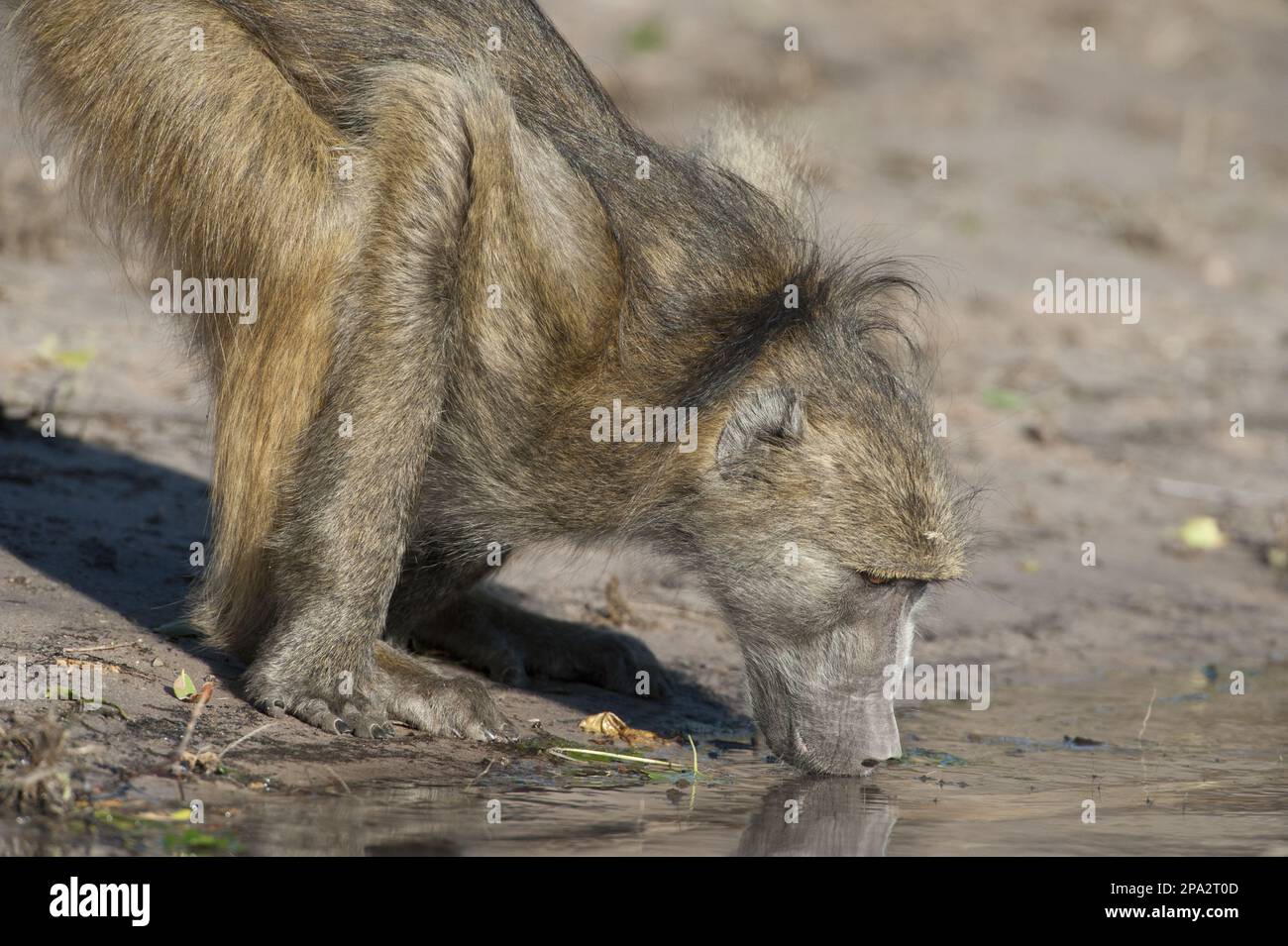 Ursinus (Hamadryas) ursinus, bear baboon, chacma baboons (Papio ...