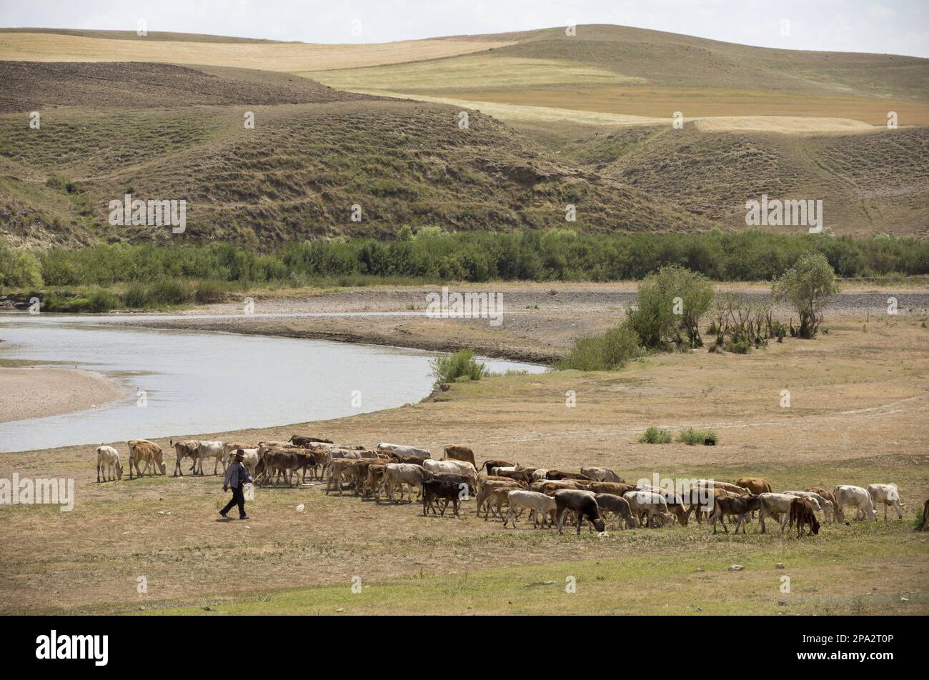 Cattle farming, herd grazing beside river on dry steppe grassland, east ...