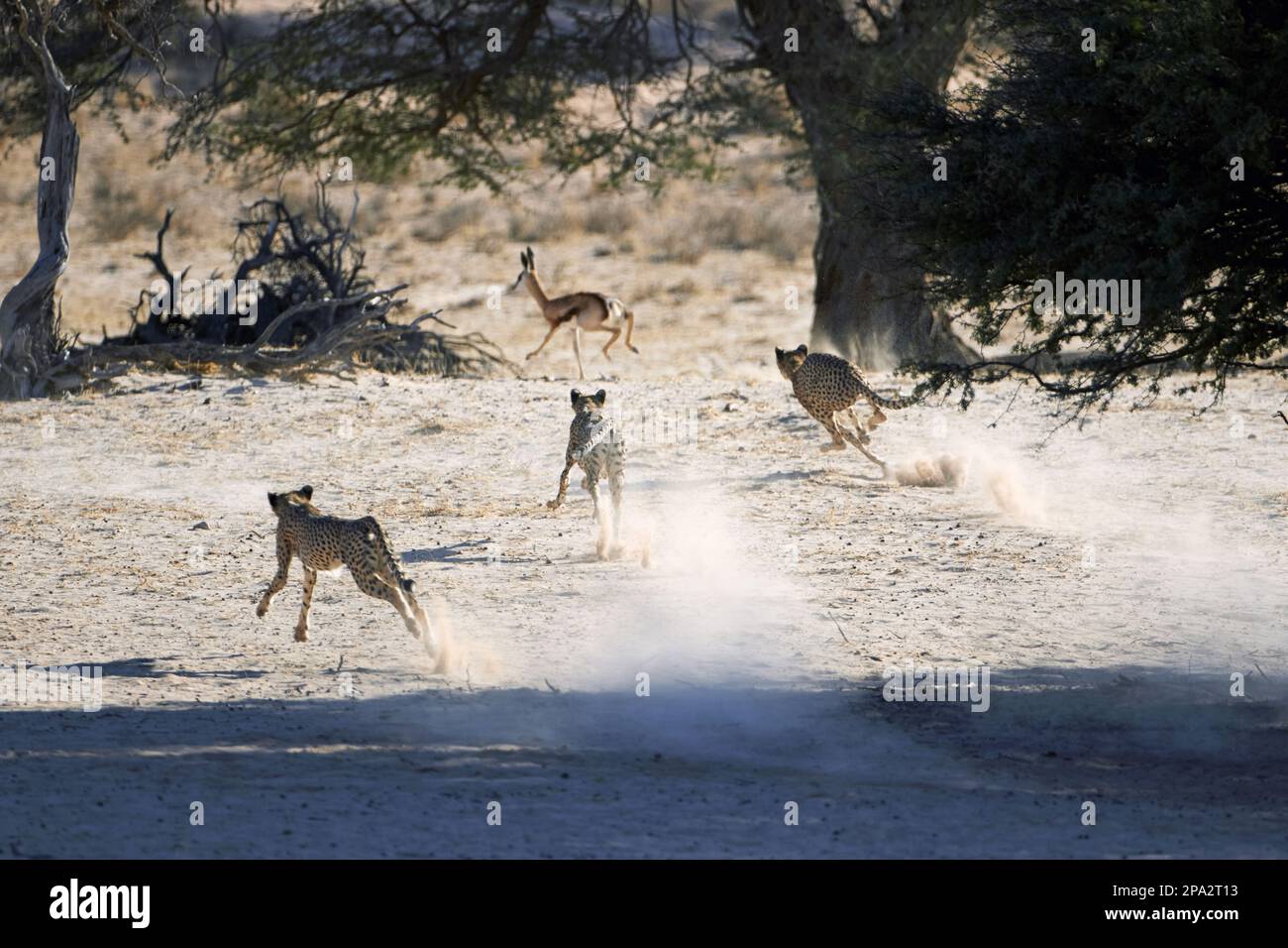 Cheetah (Acinonyx jubatus jubatus) three immatures, hunting, chasing ...