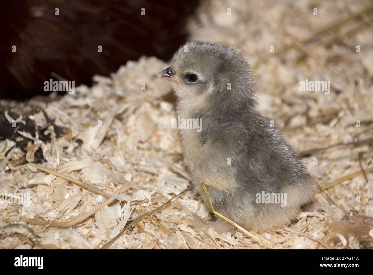 Cochin chickens, purebred, poultry, domestic chickens, chicken birds ...