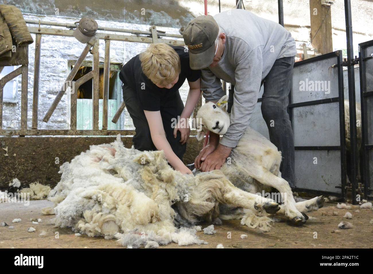 Shearing sheep, boy being taught to shear sheep by grandfather, Cumbria ...