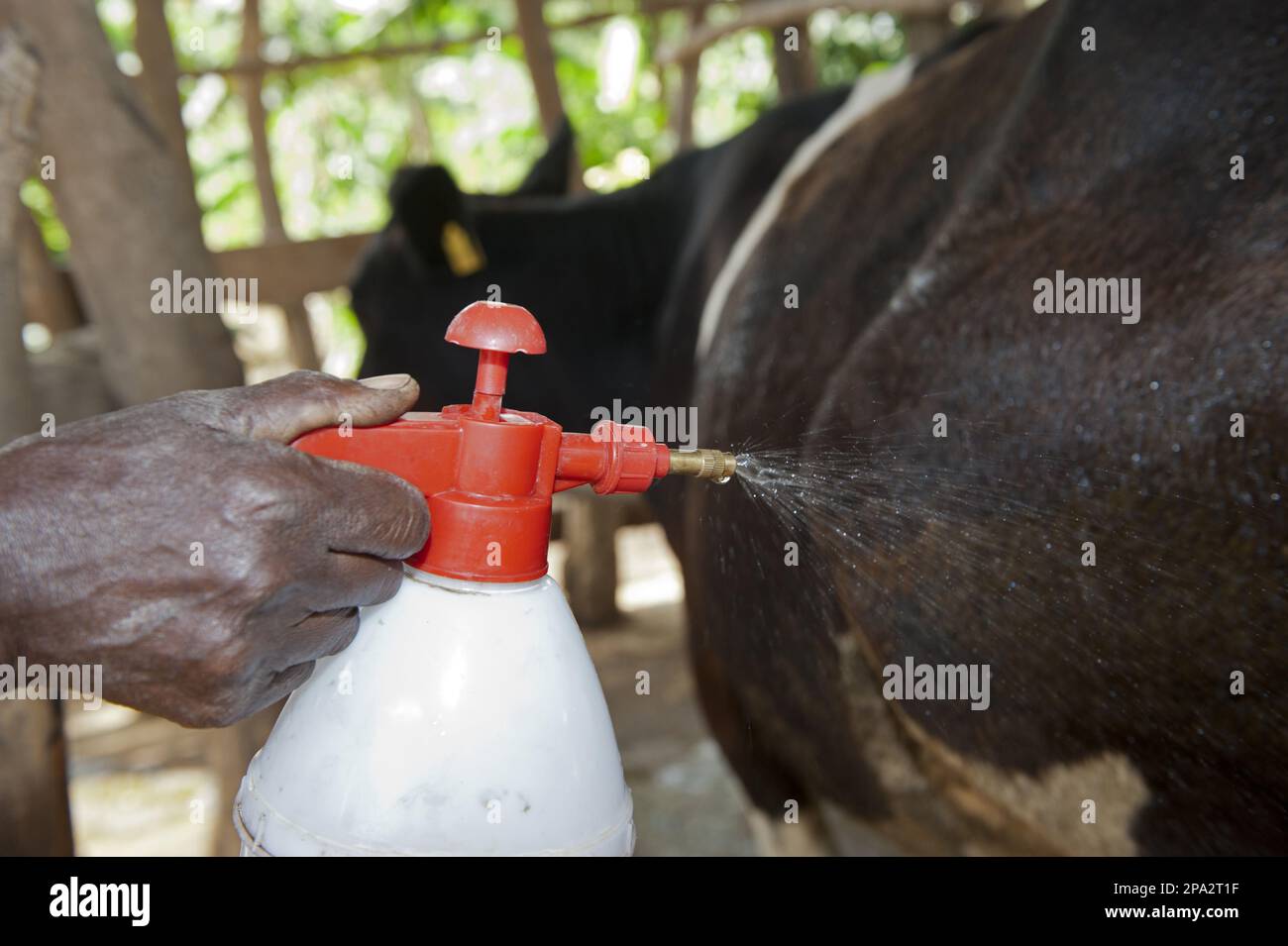 Farmer sprays dairy cow with homemade chilli insecticide to keep flies ...