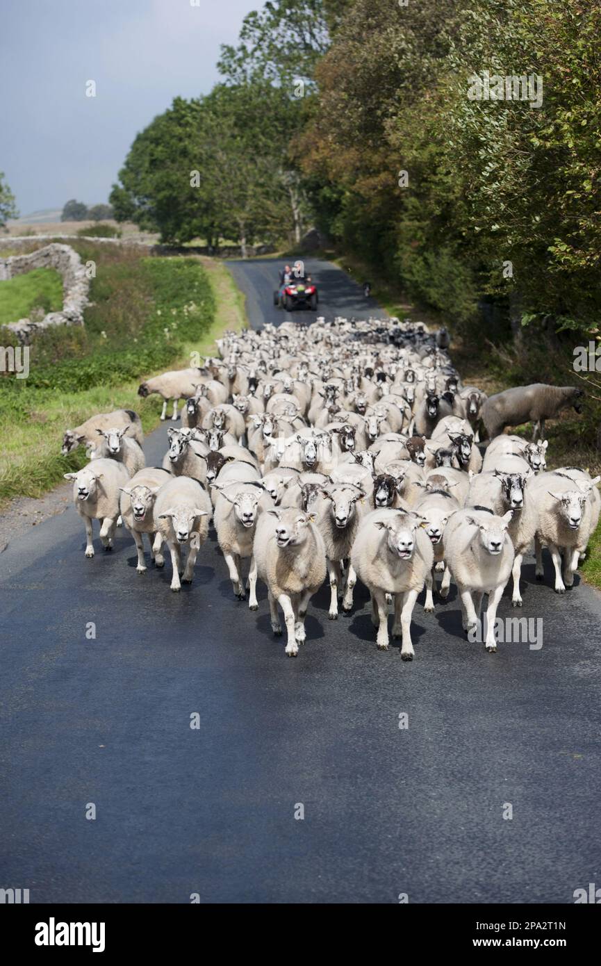 Sheep farming, flock of sheep being transported by shepherds on the ...