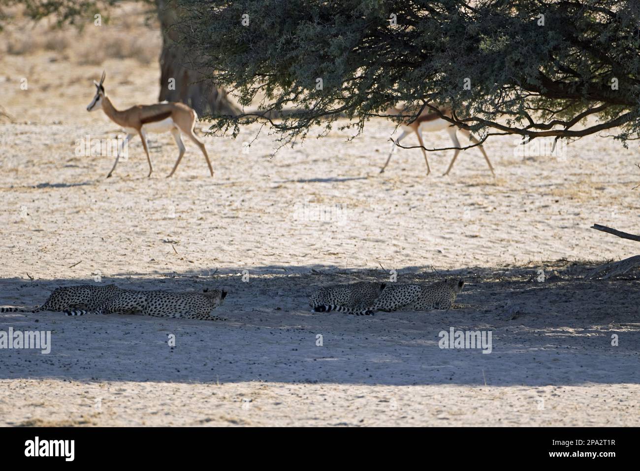 Cheetah (Acinonyx jubatus jubatus) four immatures, hunting, laying in ...